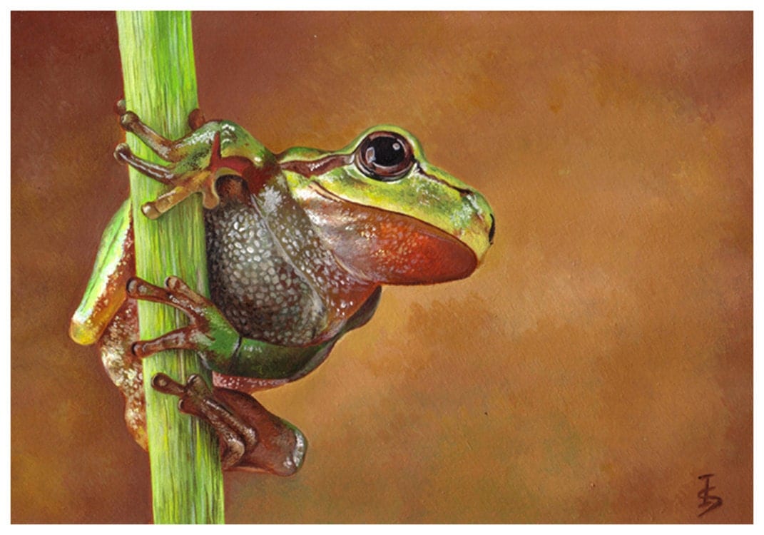 Frog Art Print Art print Nature Prints home decor wall