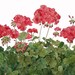 Red Geranium 2 Watercolor Painting by wandazuchowskischick on Etsy
