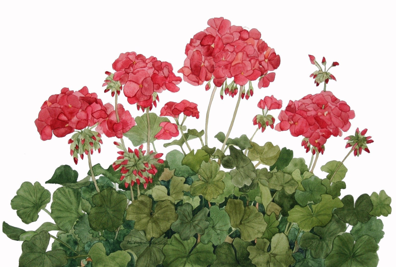 Red Geraniums Watercolor Reproduction
