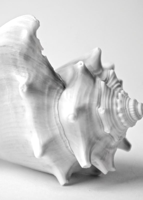 Seashell Conch Shell Beach 5x7 Black and White by LTphotographs