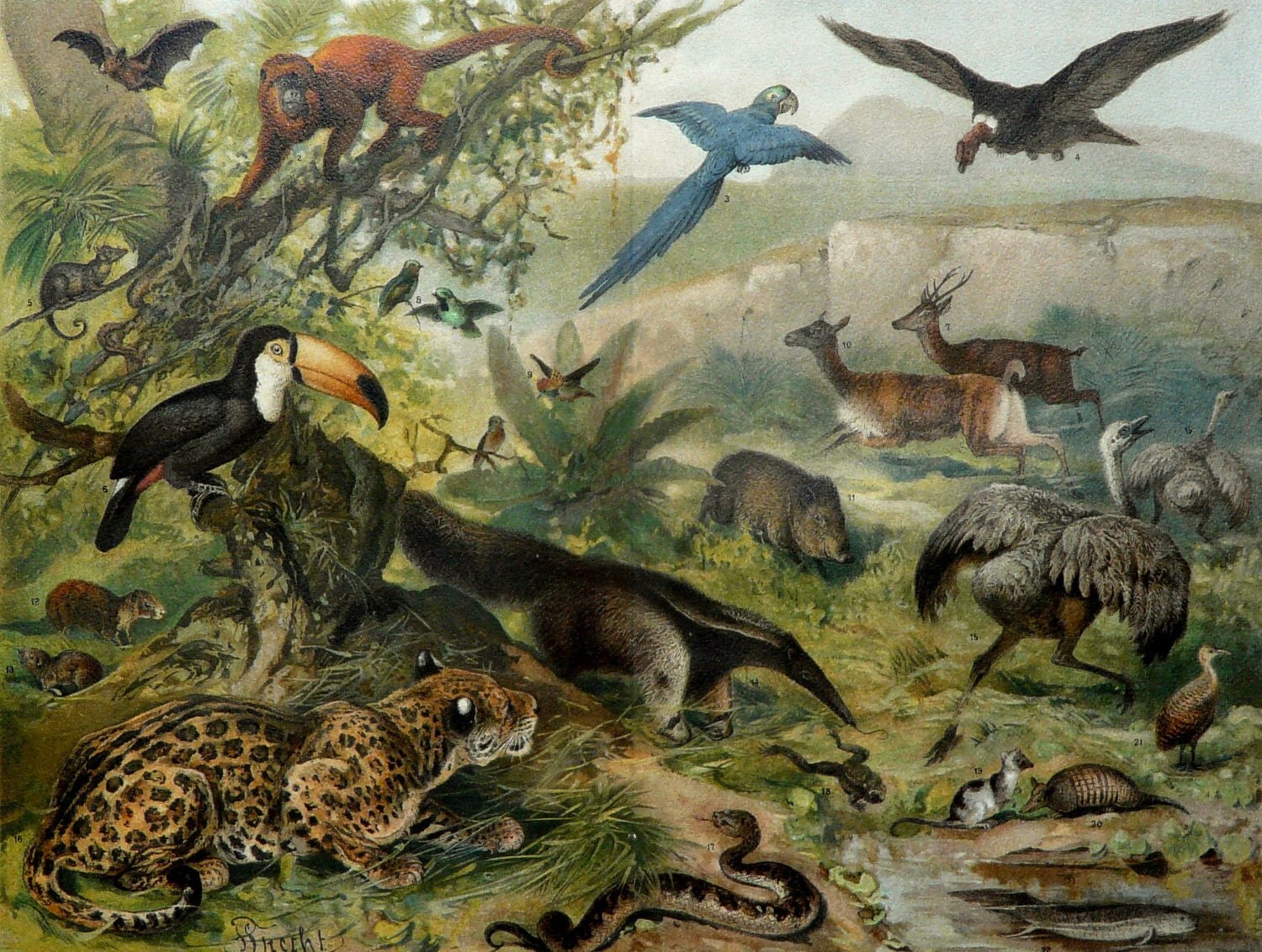 1894 Antique lithograph of NEOTROPICAL AMERICAN FAUNA: Andean