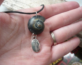 Moon snail shell | Etsy