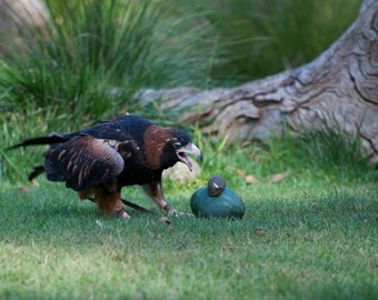 Emu egg | Etsy