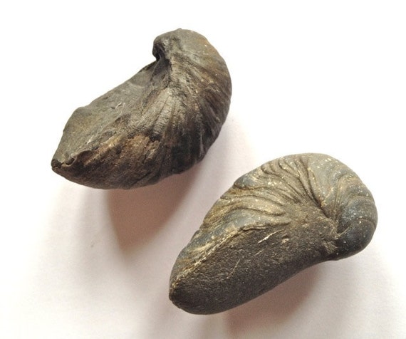 Two gryphaea Devil's Toenails bivalve fossils Middle