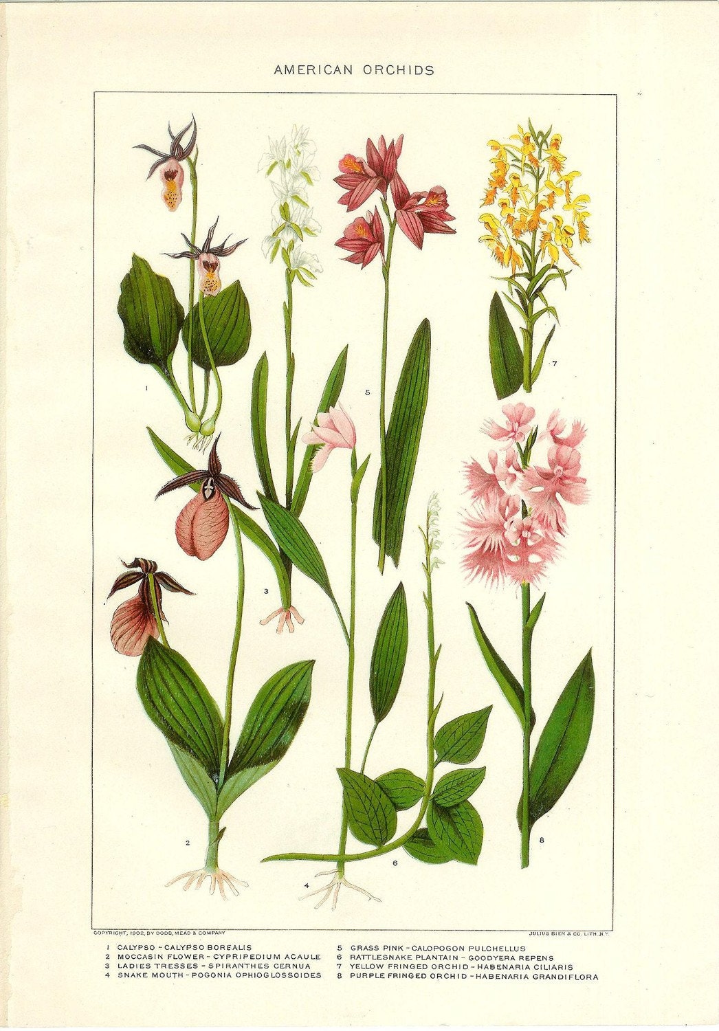 +1000 imagens sobre Botanic and Natural History no Pinterest ...