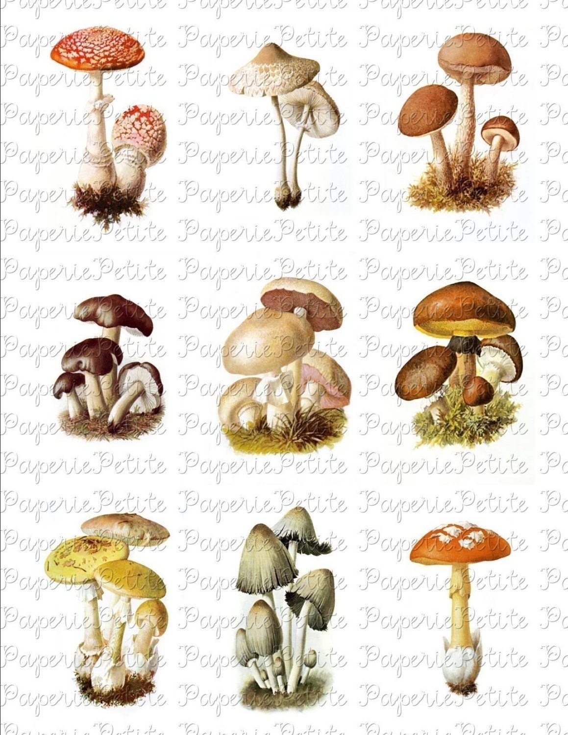 Mushrooms Digital Download Collage Sheet A