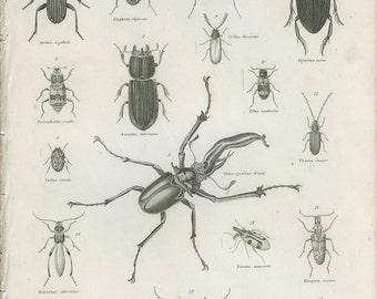 Beetle engraving | Etsy