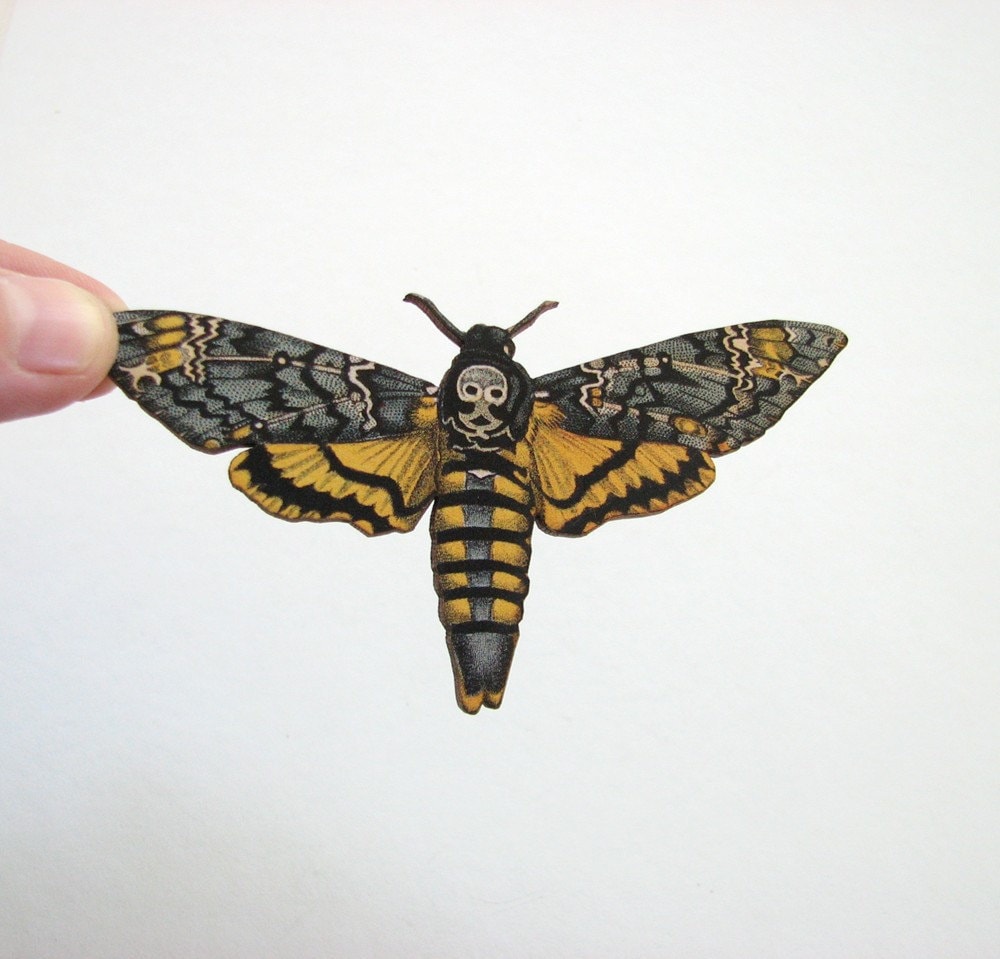 deaths head moth pin brooch