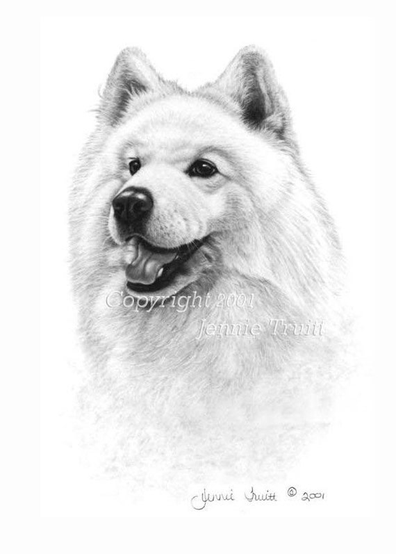 Artículos similares a 11 x 14 Samoyedo lámina de dibujo a lápiz ...