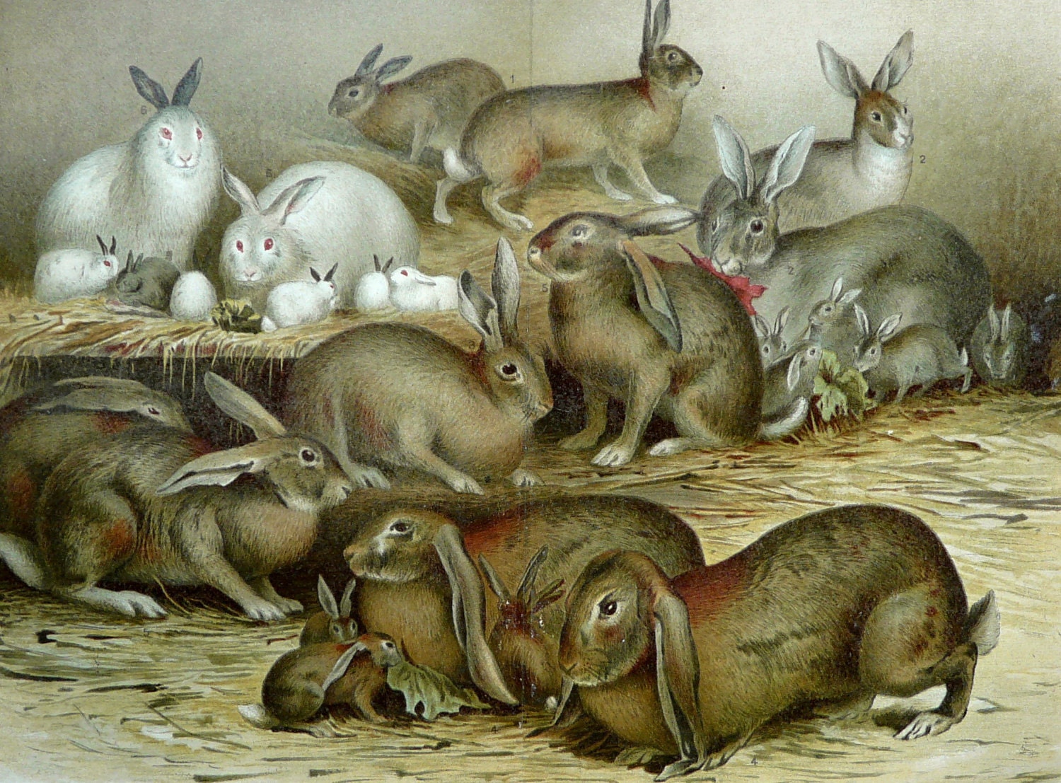 1897 Antique print of RABBITS different species. Rabbit.