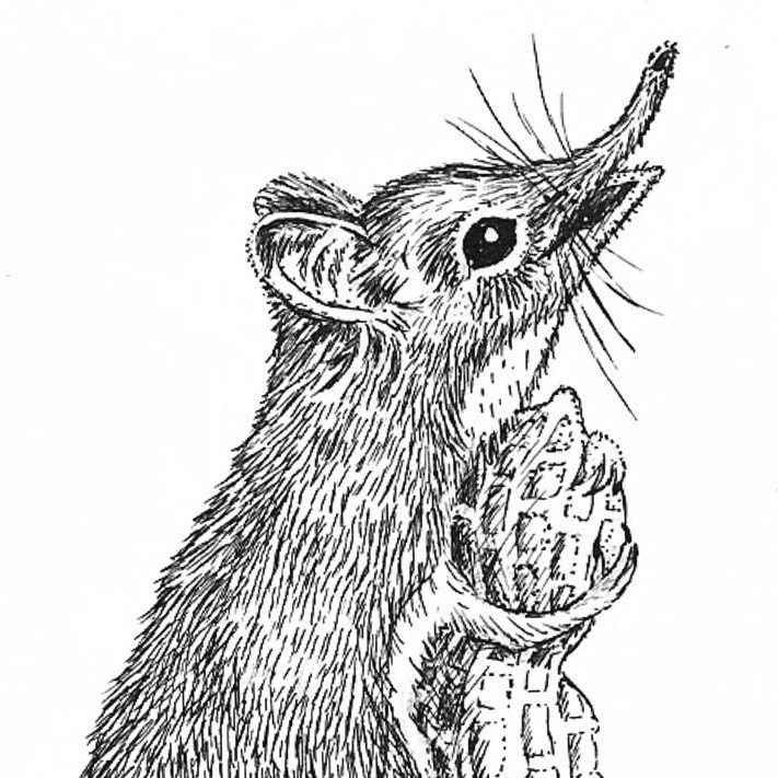 Shrew Art ACEO Print Drawing Elephant Peanut Rodent by maryjill