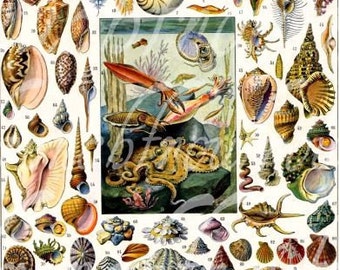 antique victorian octopus fishes illustration by FrenchFrouFrou