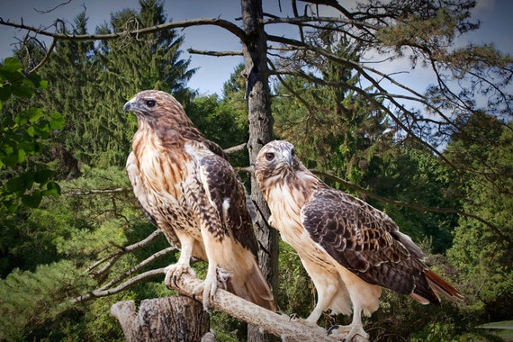Pair of Red-tailed Hawk Predator Birds looking for Prey in a