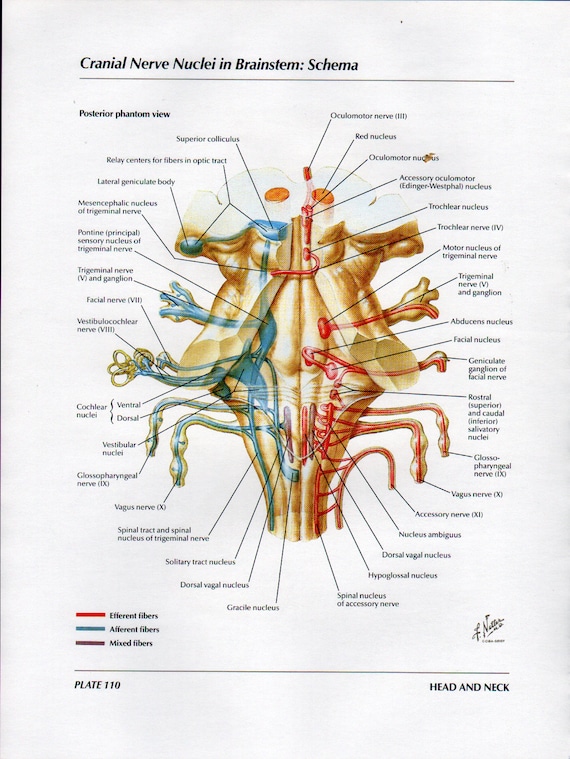 Items similar to Netter Medical Illustration Cranial Nerve in Brainstem ...