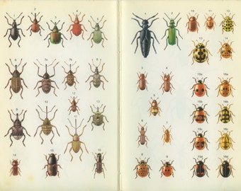 Vintage insect book | Etsy