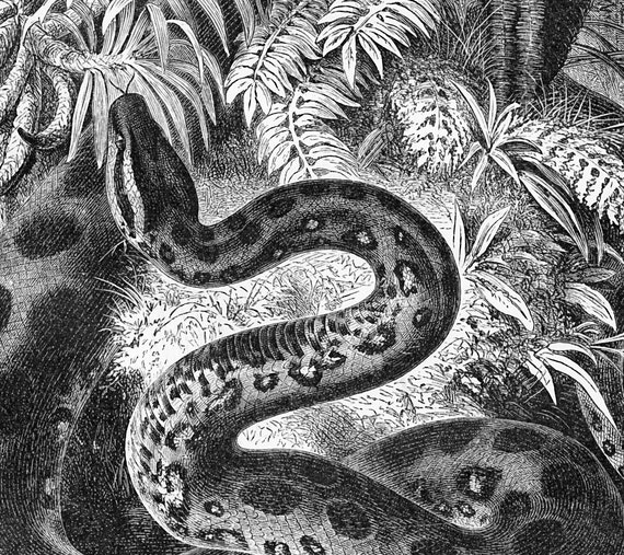 Anaconda snake print snake in tropical by EleanorsVintage on Etsy