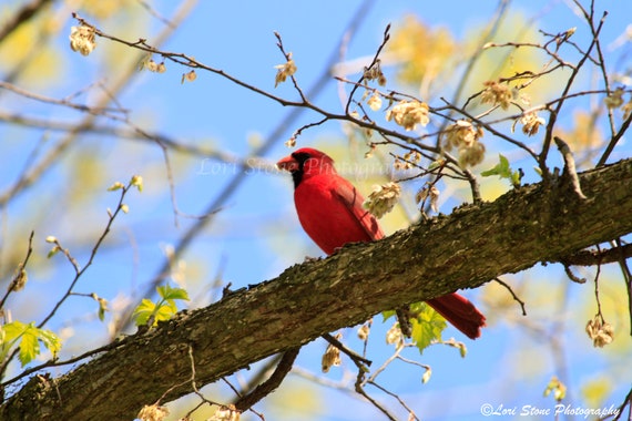 Summer Cardinal