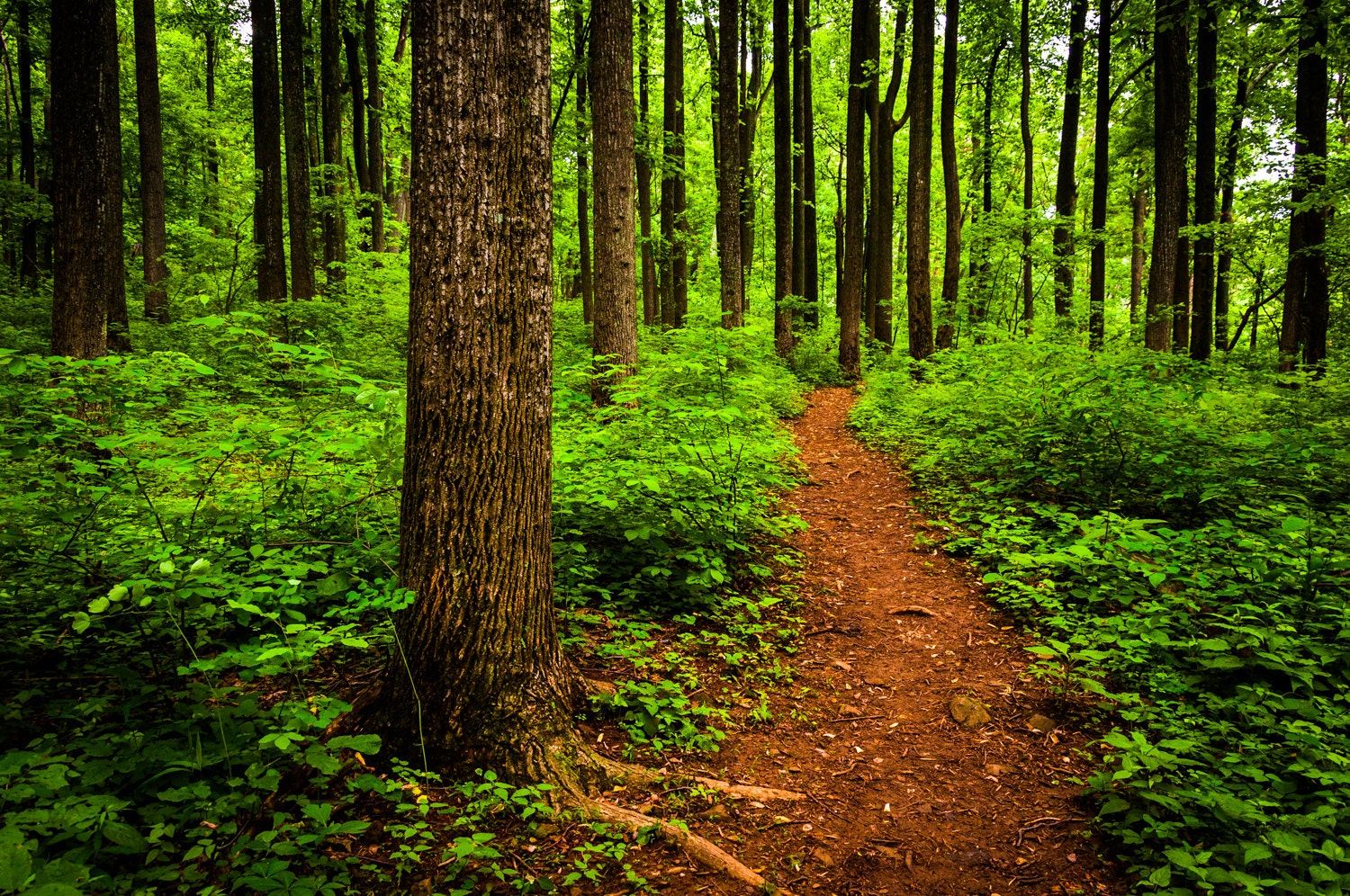 Path through a lush forest in Shenandoah by JonBilousPhotography