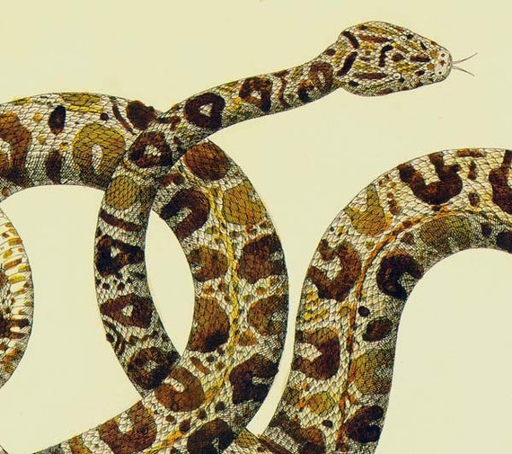 Snake Garden Tree Boa Herpetology Seba Natural History