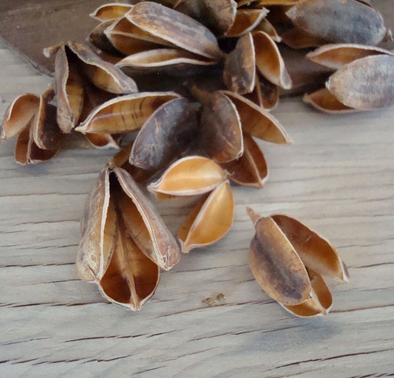 Agave Century Plant Seed Pods Natural Found Objects for