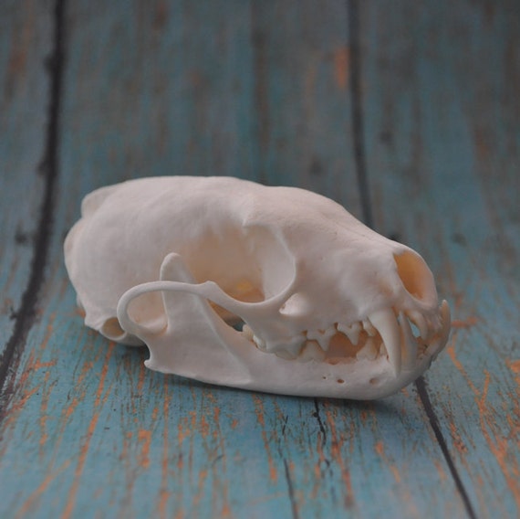 Real Beautiful Pine Martin Skull RESERVED FOR BENTE