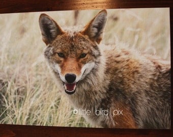 Smiling Coyote Nature Wildlife Animal 12 x 18 by cmhphotography