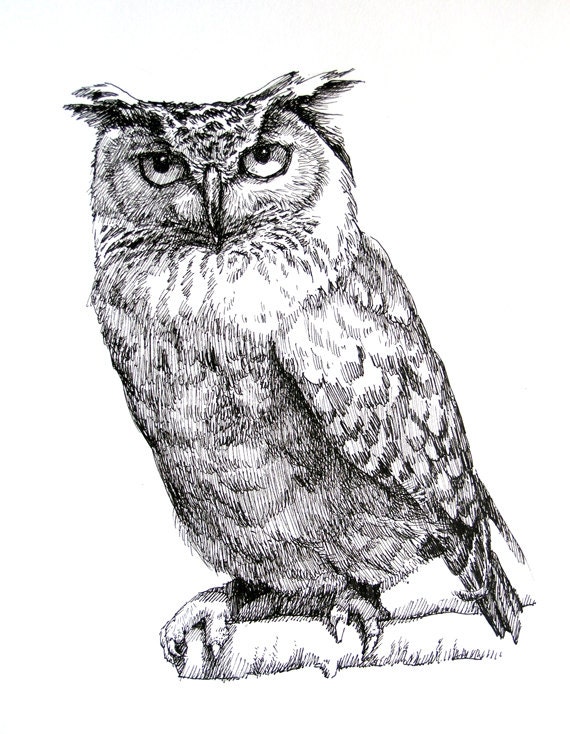 An Owl 11x8.5 pen drawing print from original holiday