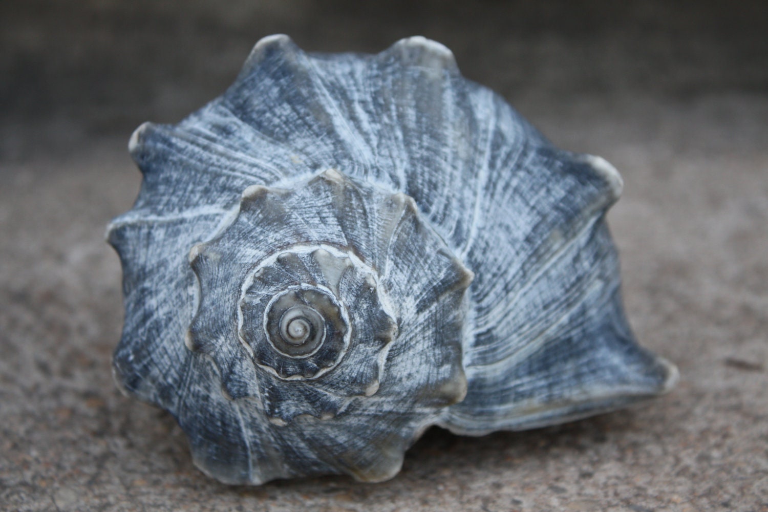 Blue Gray Whelk Conch Sea Shell Atlantic Ocean Authentic Beach