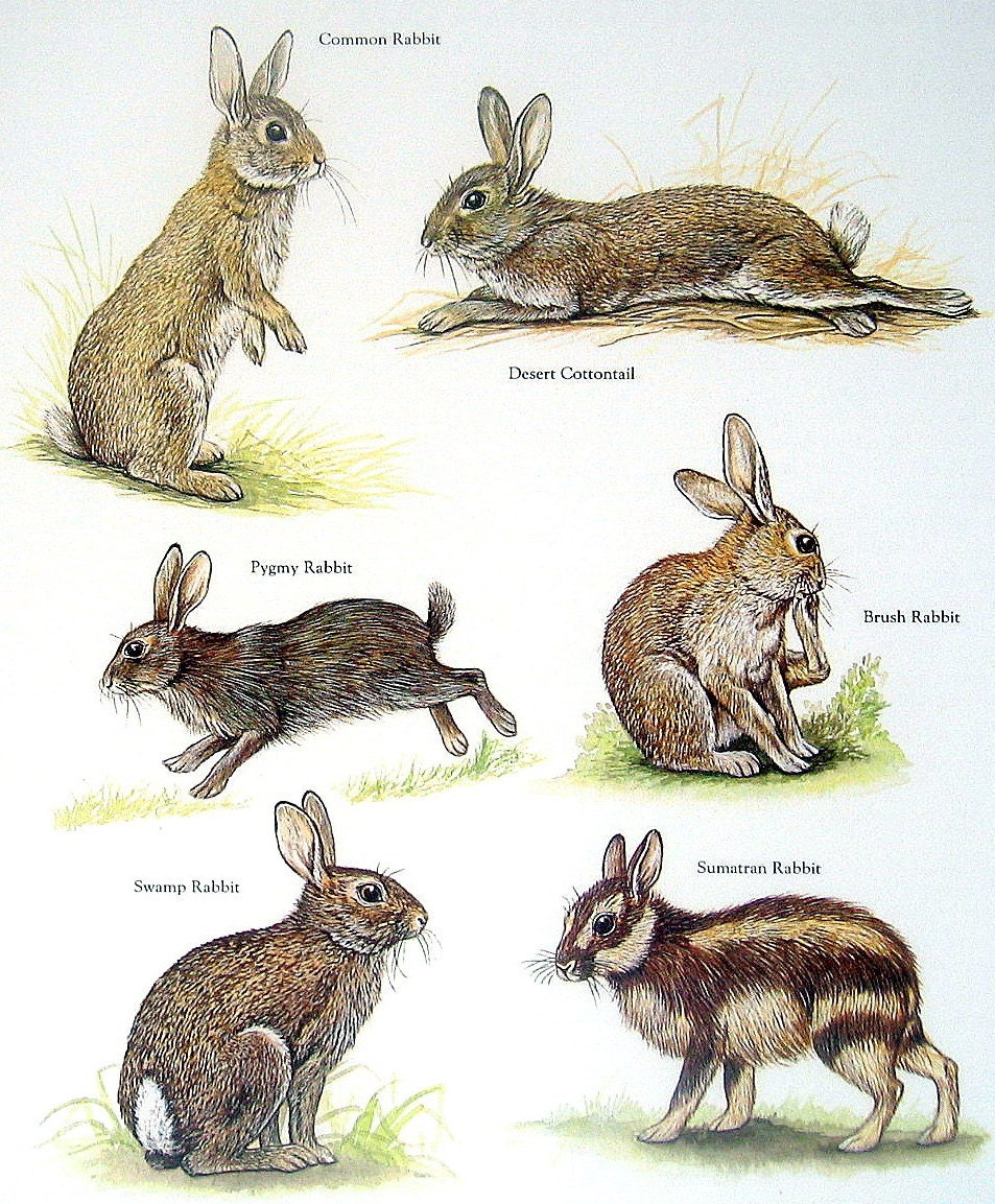 Rabbits Common Rabbit Desert Cottontail Swamp Rabbit