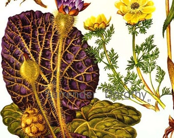 Heirloom Apple Chart Fruit Flowers Botanical by SurrenderDorothy