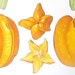 Carambola Goraka Balimbing Exotic Fruit Print by mysunshinevintage