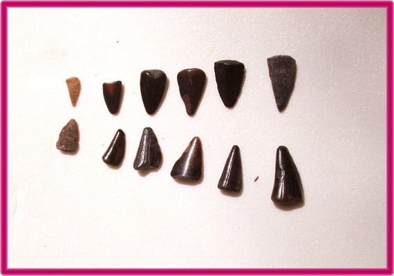 Barracuda Teeth Fossil