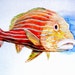 The Red Fish print from original watercolor painting Holiday