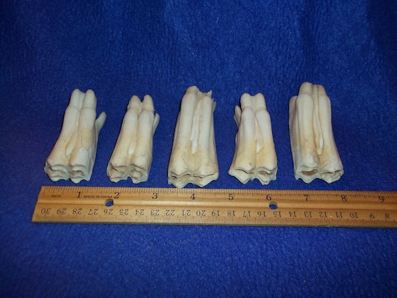 5 real animal bone american buffalo bison molar teeth