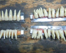 Unique fake human teeth related items | Etsy