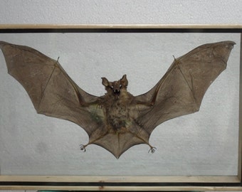 Bat taxidermy | Etsy