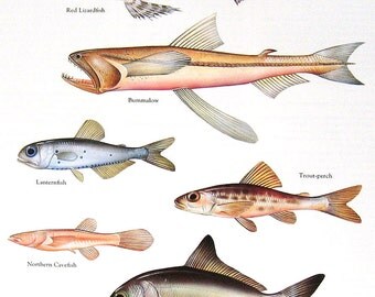 Thomson's Gazelle Male Impala Black Buck Springbok