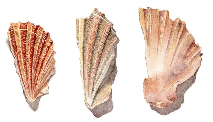 Shell fragments LARGER print of original watercolour