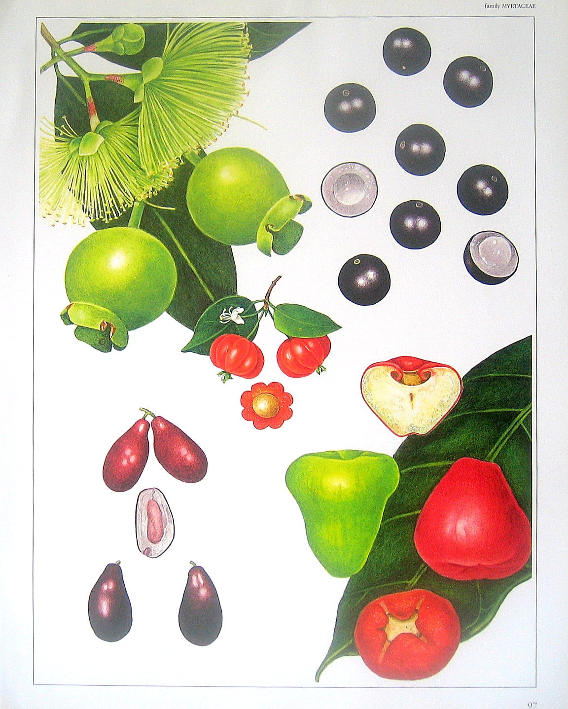 Jaboticaba Java Apples Jambolans Rose Apples Exotic Fruit