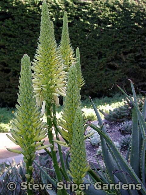 Aloe arborescens v. lutea Yellow Torch Aloe by SteveSuperGardens