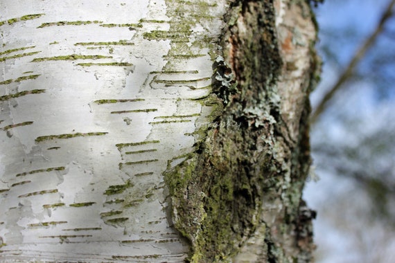 Items similar to Silver Birch, Old Tree Bark Nature Fine Art ...