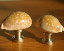 Unique shell knobs related items | Etsy