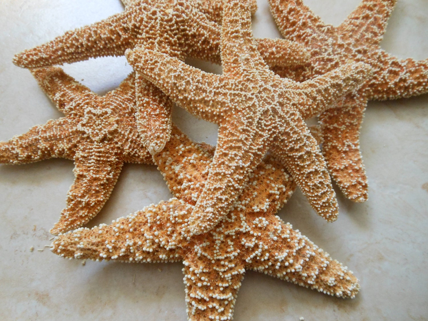 Sugar Starfish 3 Starfish Seashells Seashell Supply