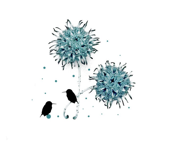 Whimsical Winter Art Print Snow Bird Blue Black by GalleryZooArt