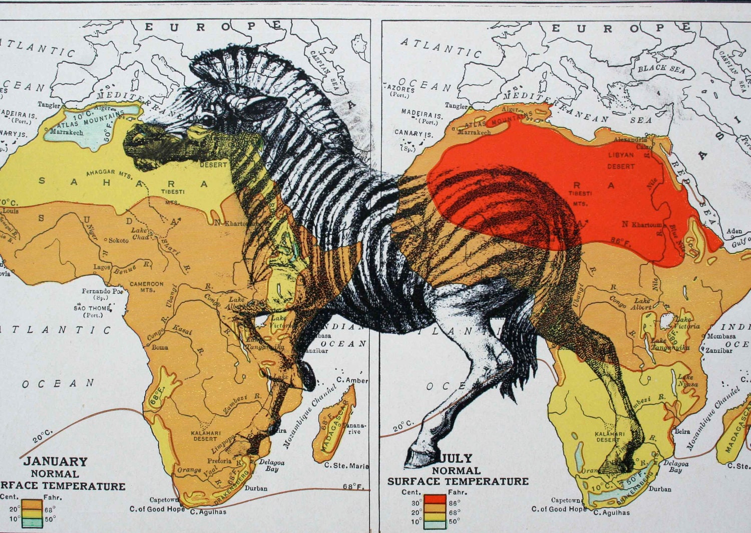 Zebra Print on Map of Africa 5 x 7 Zebra Map Print by CrowBiz