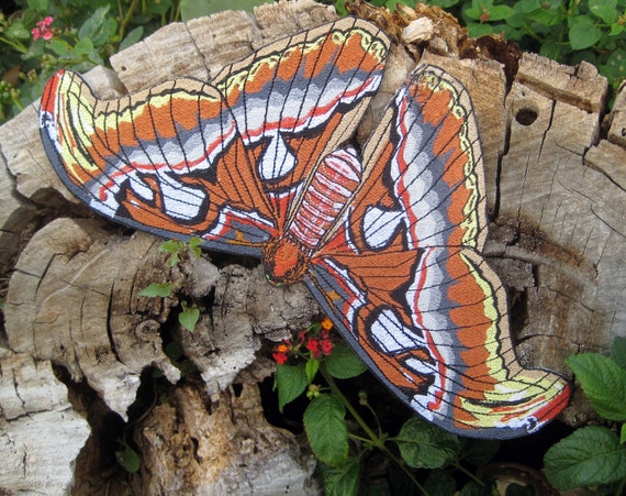 Epic Life Sized Atlas moth Attacus atlas Snakehead Moth