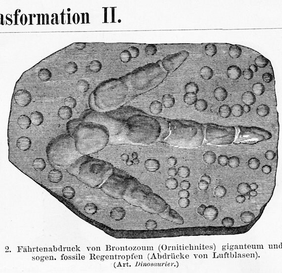 Triassic period fossil print dinosaur by EleanorsVintage on Etsy