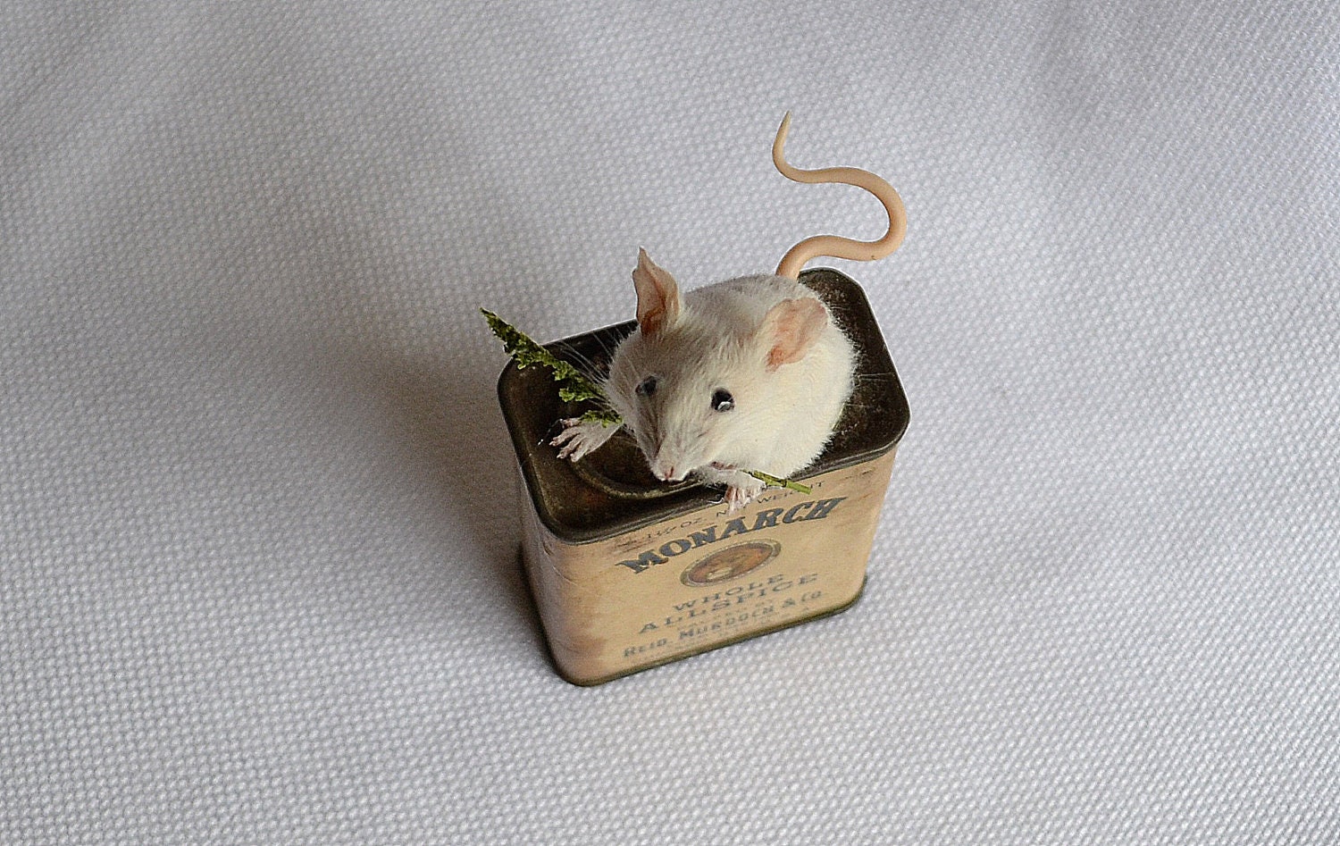 Taxidermy Mouse