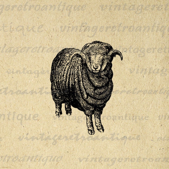 Printable Graphic Merino Sheep Digital by VintageRetroAntique