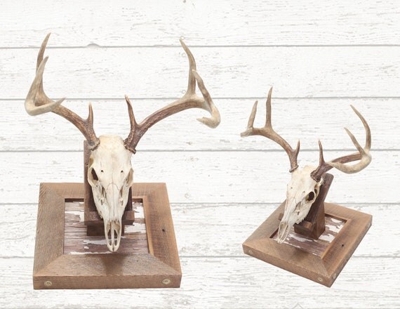 Items similar to Table top european mount display on Etsy